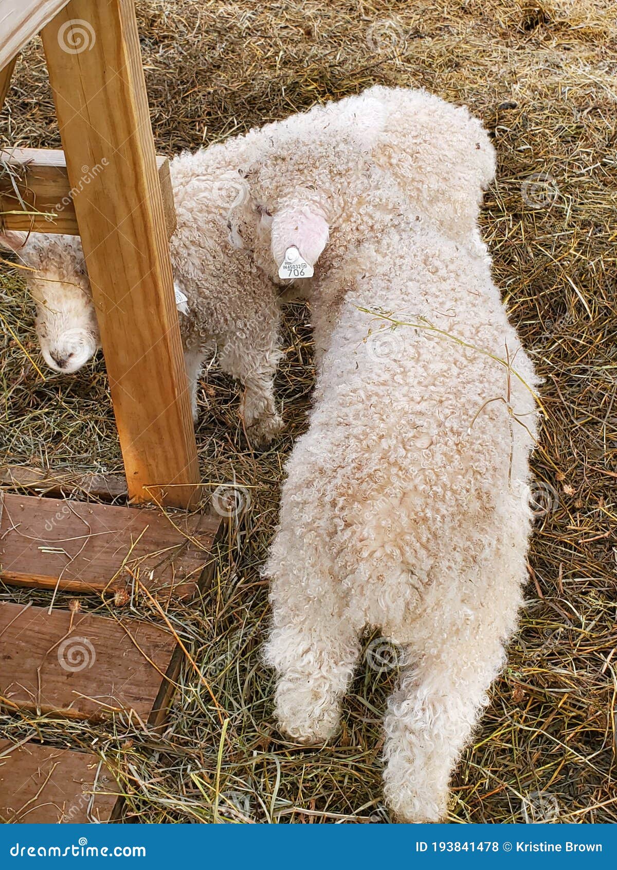 Animals, Sheep, Cows At Uyghur Sunday Livestock Bazaar Market In ...