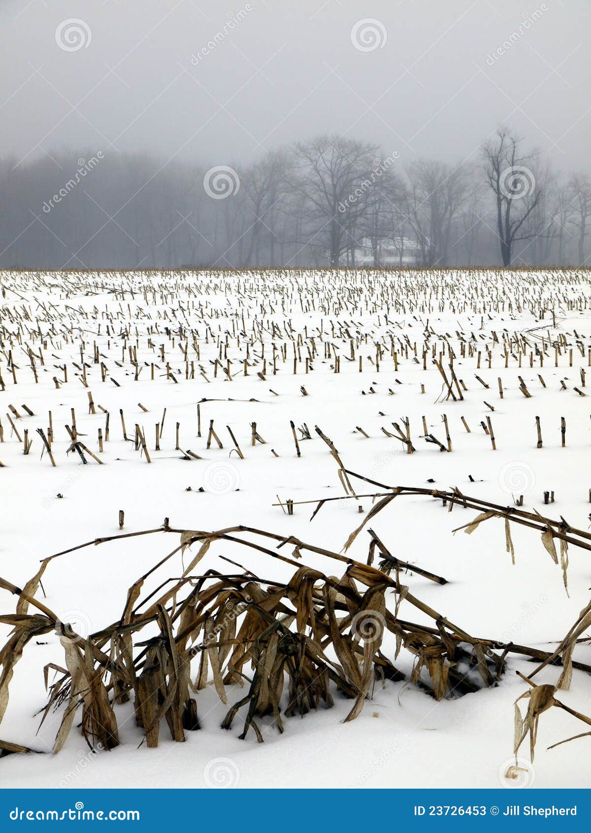Farm: Winter Snow Corn Field Stock Image - Image of gray, plowed: 23726453