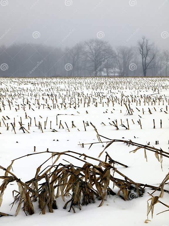 Farm: Winter Snow Corn Field Stock Image - Image of gray, plowed: 23726453