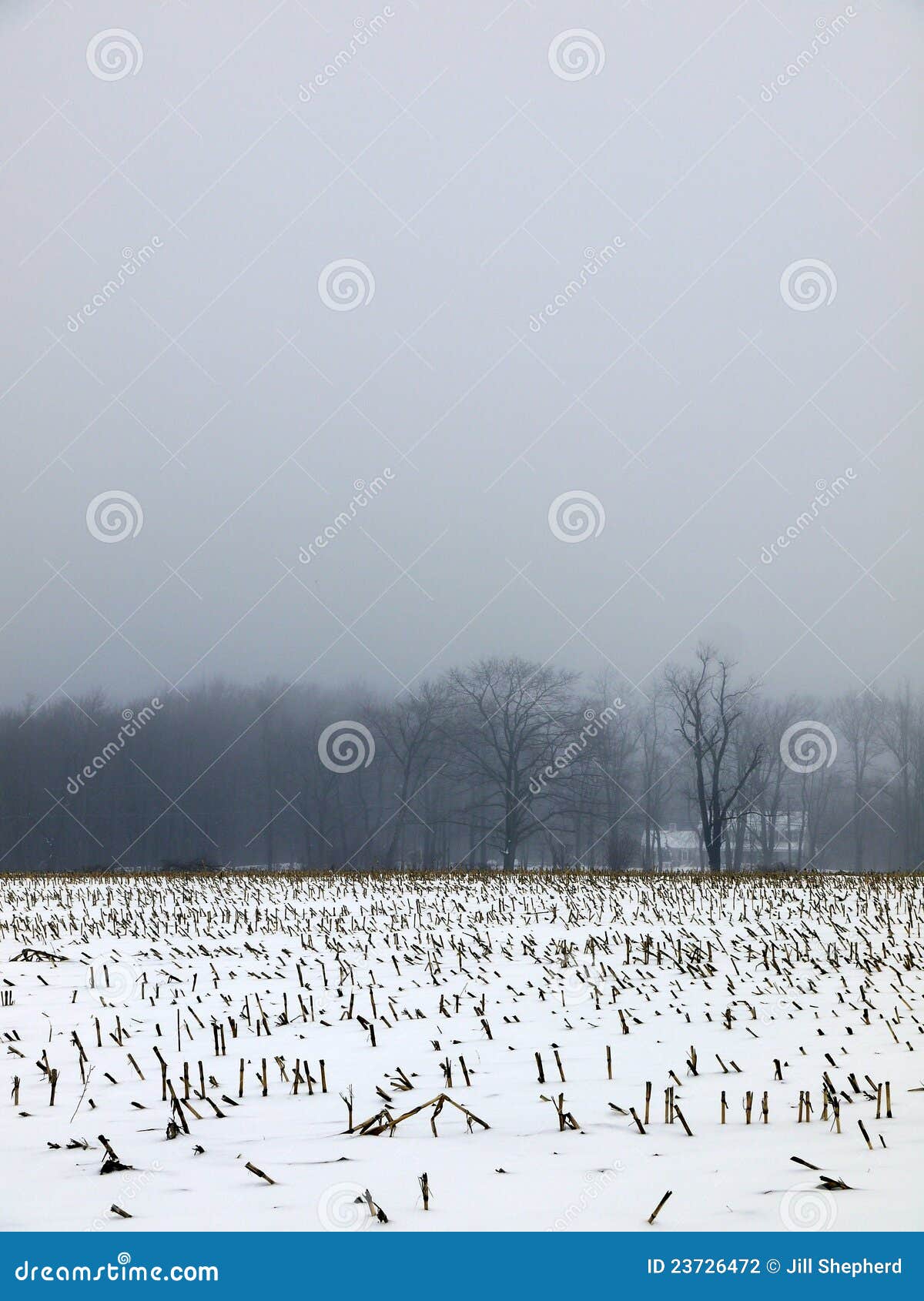 Farm: Winter Snow Mist Corn Field Stock Photo - Image of harvest, snow ...