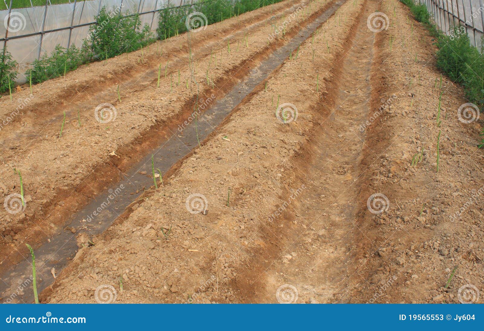 Farm soil stock image. Image of food, summer, nature - 19565553