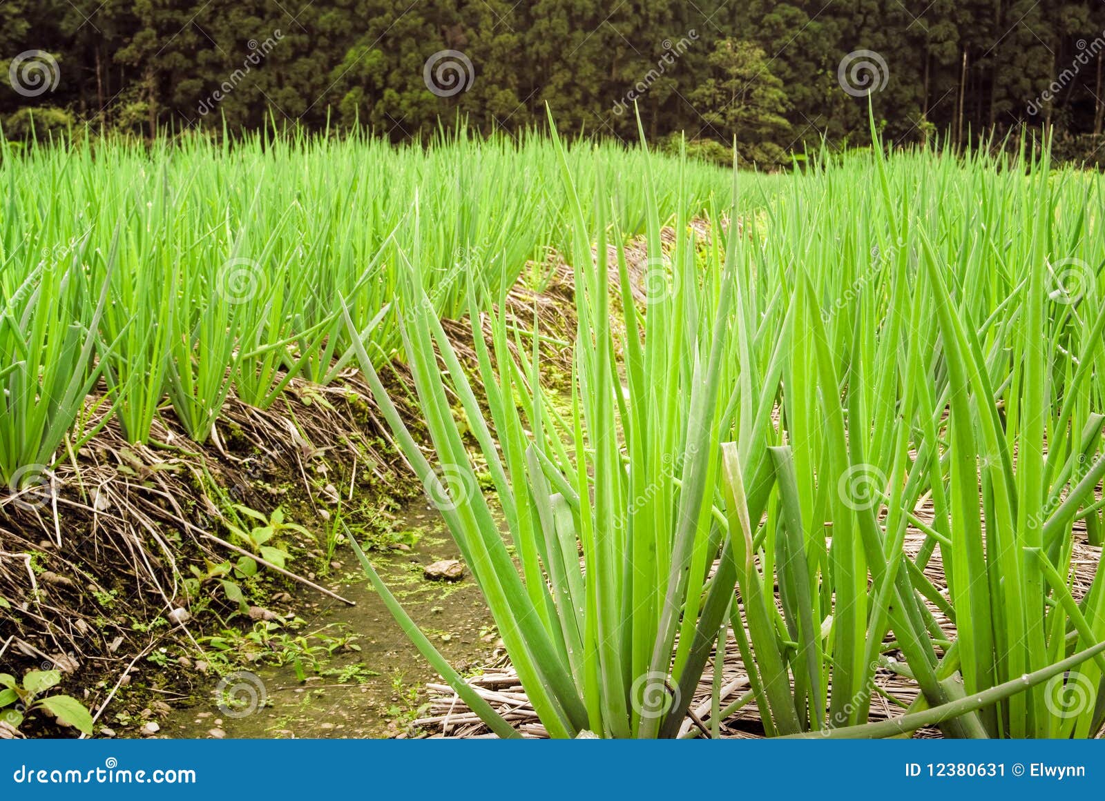 Farm Of Spring Onion Stock Image - Image: 12380631