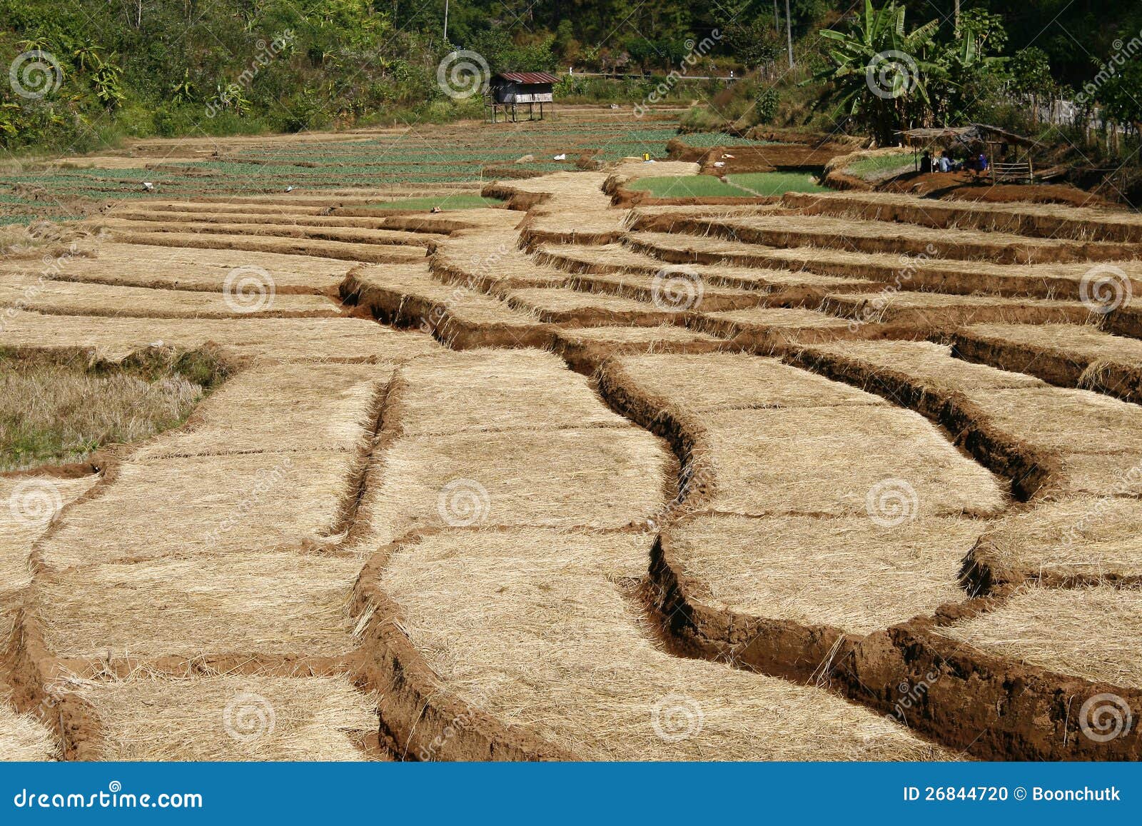 Farm step stock photo. Image of farming, golden, food - 26844720