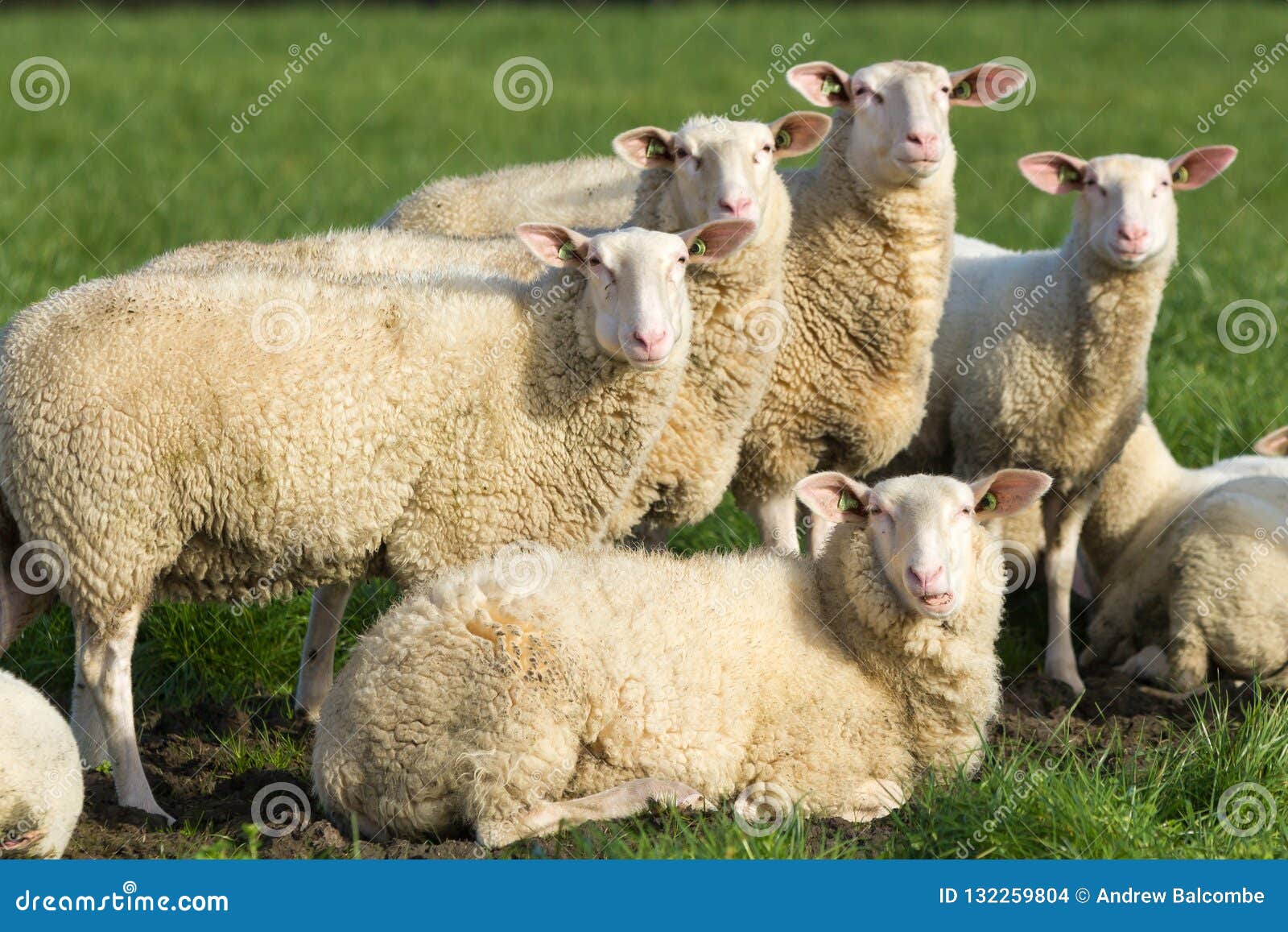 Group of Alert Sheep Looking at Camera Stock Photo - Image of farm ...