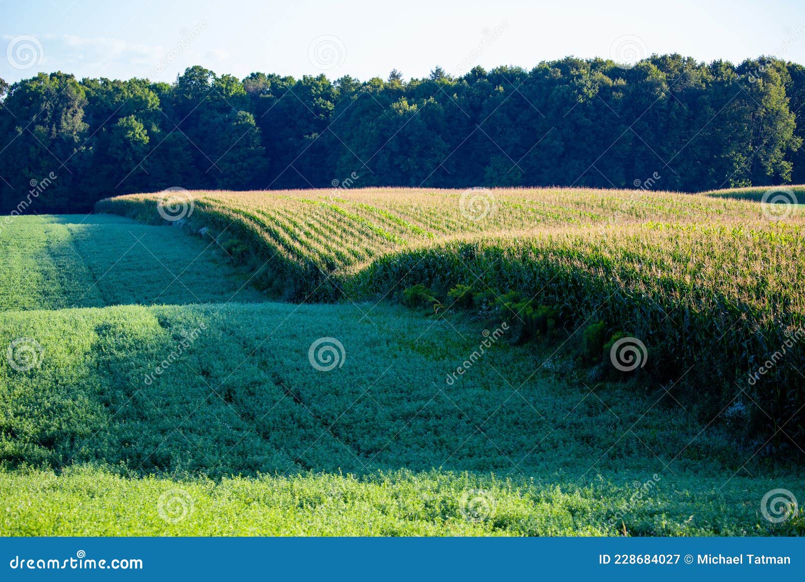 Farm Strip Cropping in Wisconsin with Corn and Hay Stock Image - Image ...
