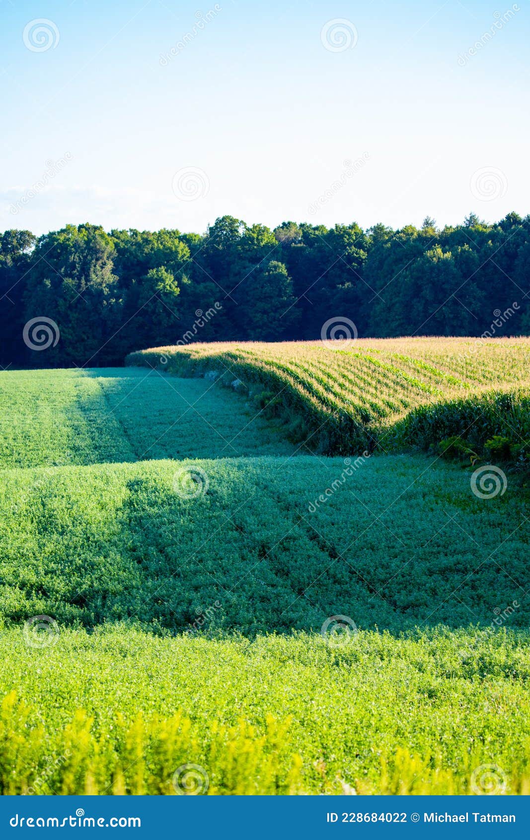 Farm Strip Cropping in Wisconsin with Corn and Hay Stock Photo - Image ...
