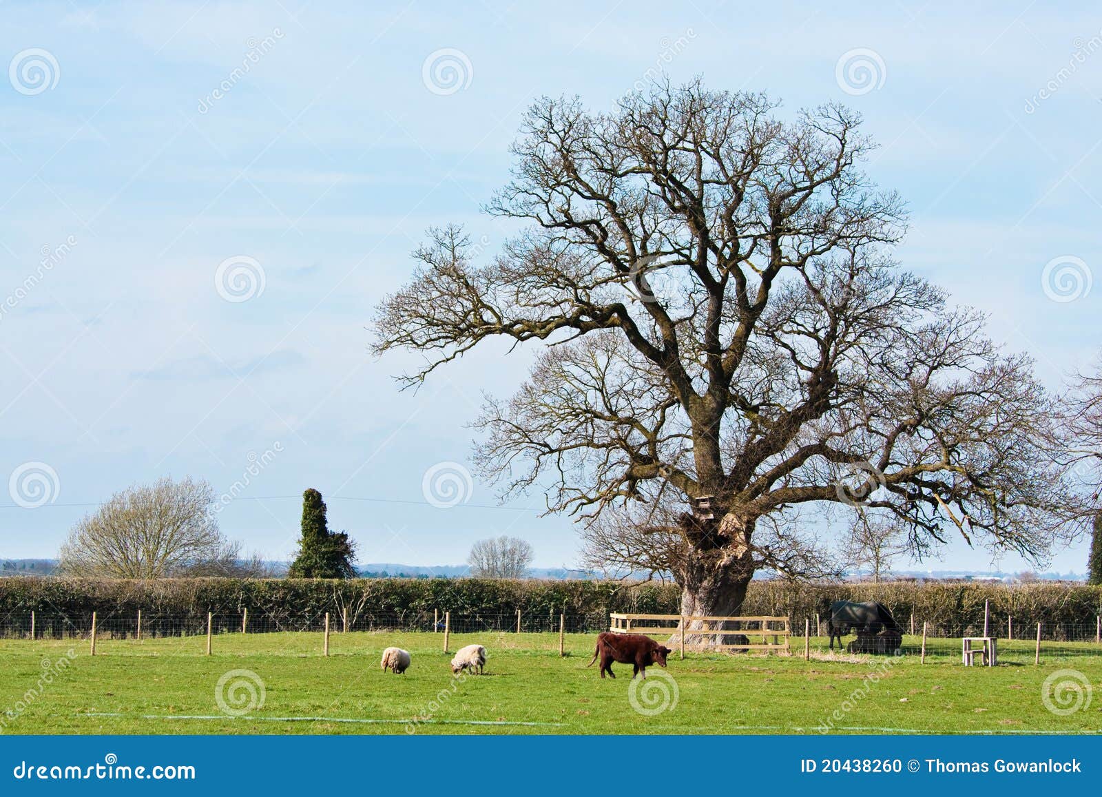 Farm in Suffolk stock photo. Image of country, breeder - 20438260