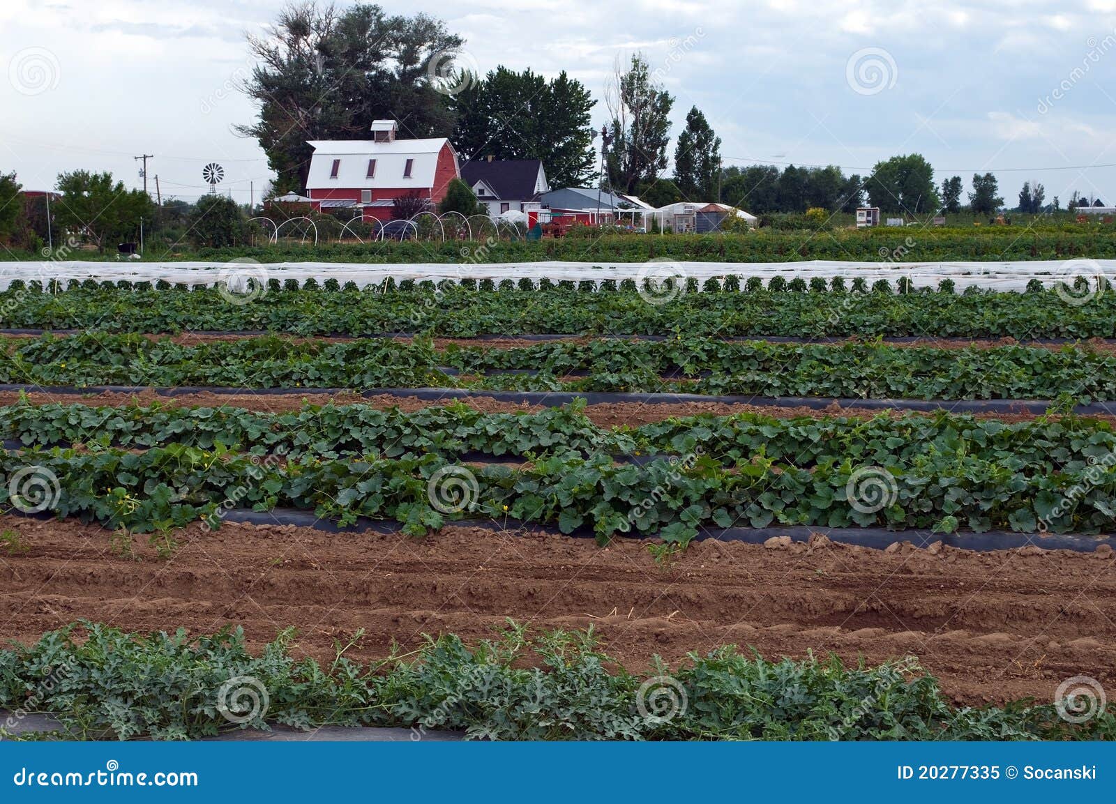 Farm in Summer stock image. Image of leaves, organic - 20277335