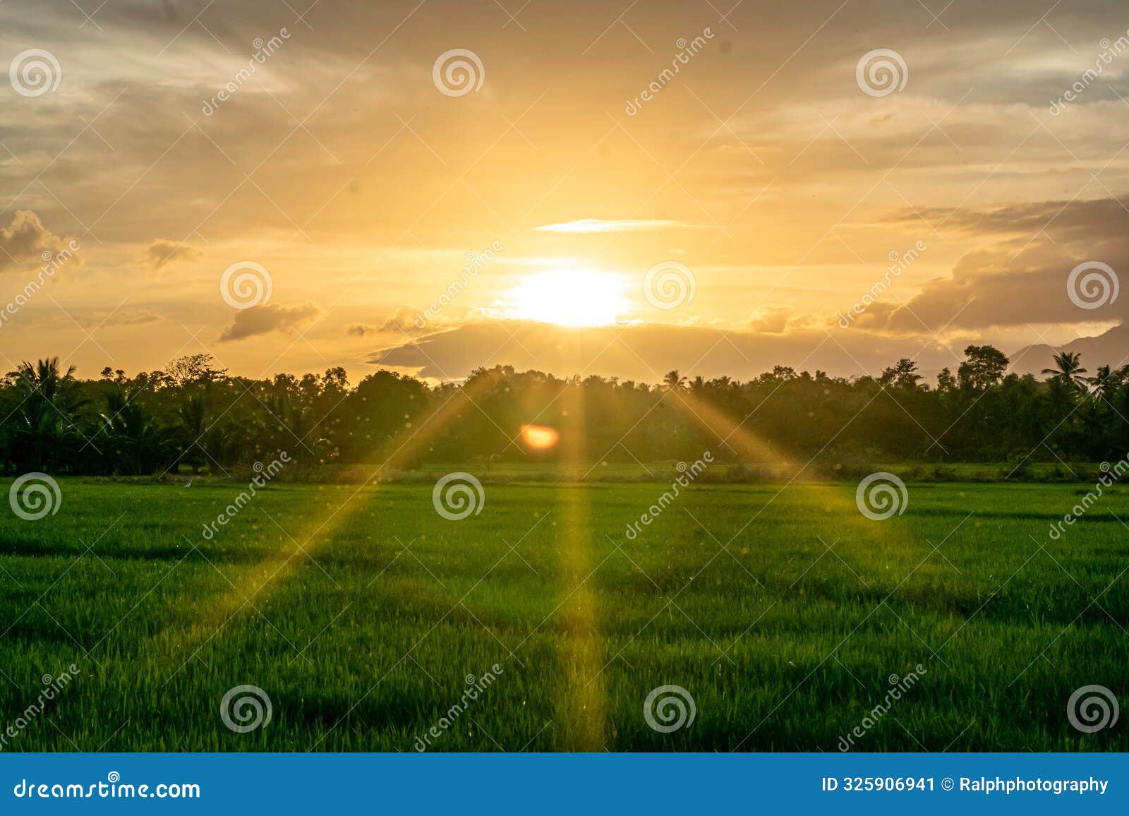 The farm and sunset stock image. Image of rice, sunset - 325906941