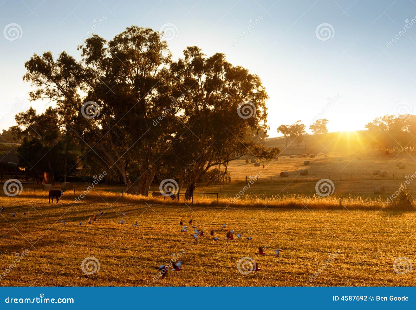Farm Sunset Landscape stock photo. Image of outdoors, background - 4587692