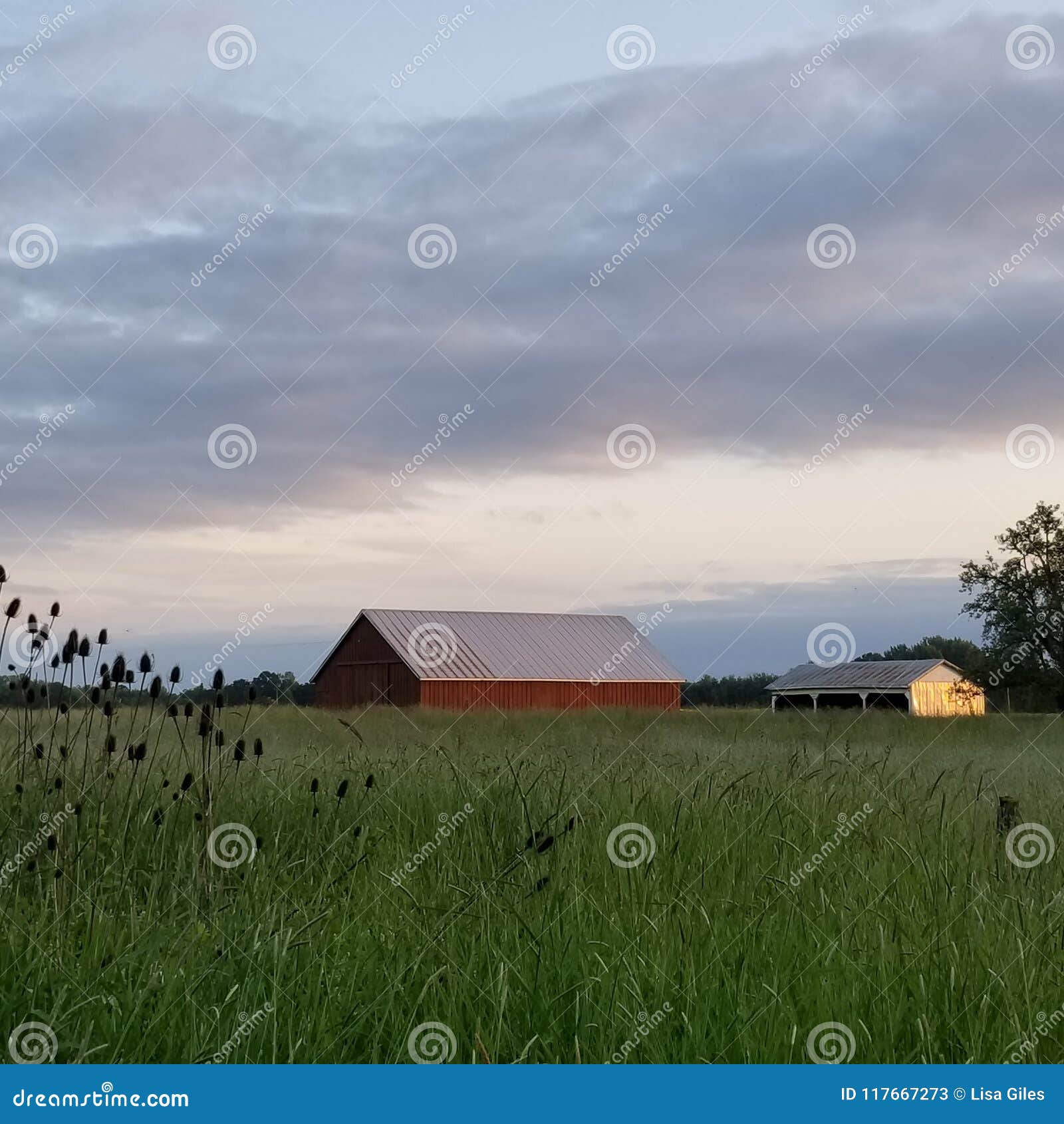 Farm at sunset stock image. Image of farm, sunset, field - 117667273