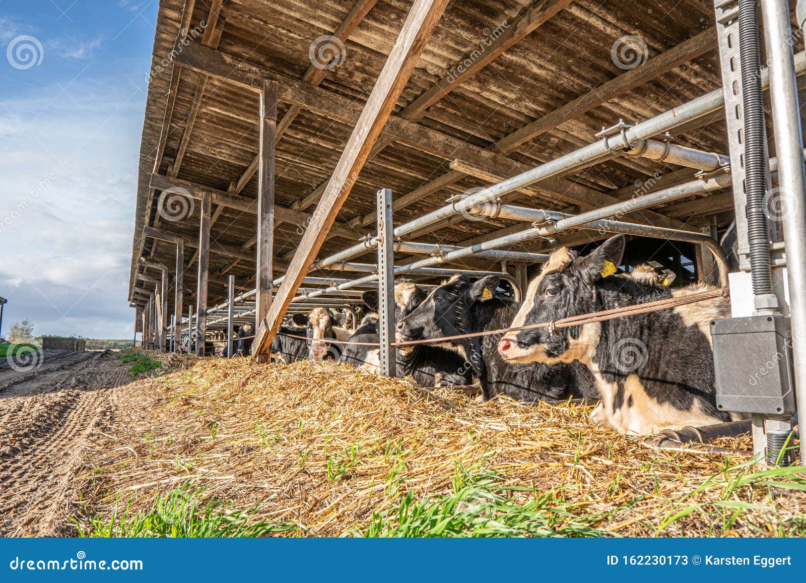 A Farm There are Many Cows in One Enclosure Stock Image - Image of ...