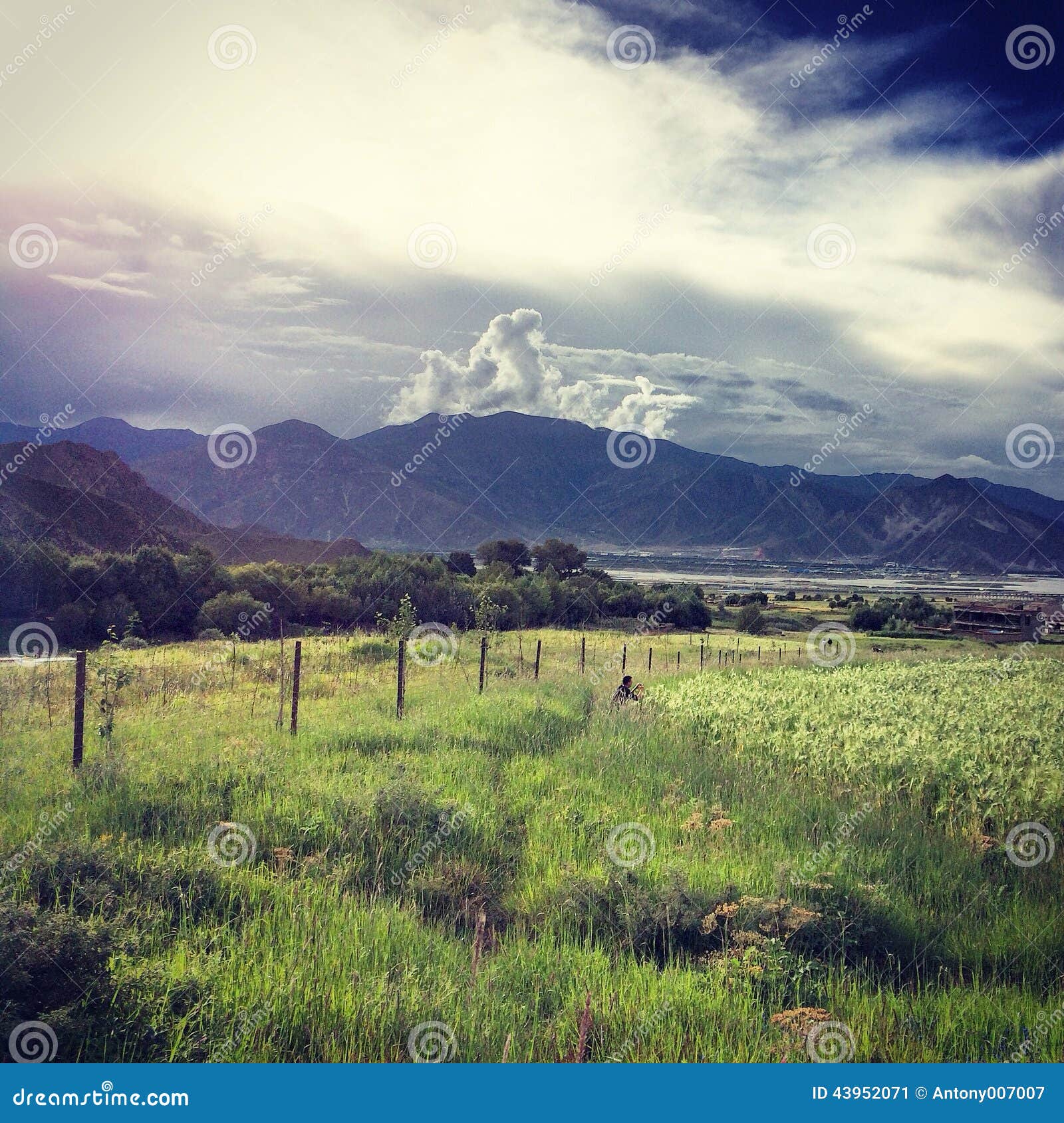 Farm stock image. Image of tibet, barley, cloud, crops - 43952071