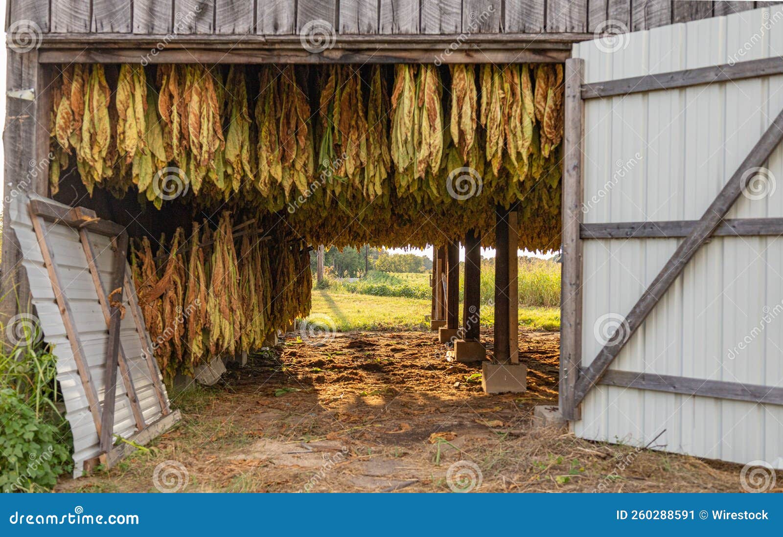 Farm of Tobaccos Drying and Curing Stock Image - Image of farm, plant ...