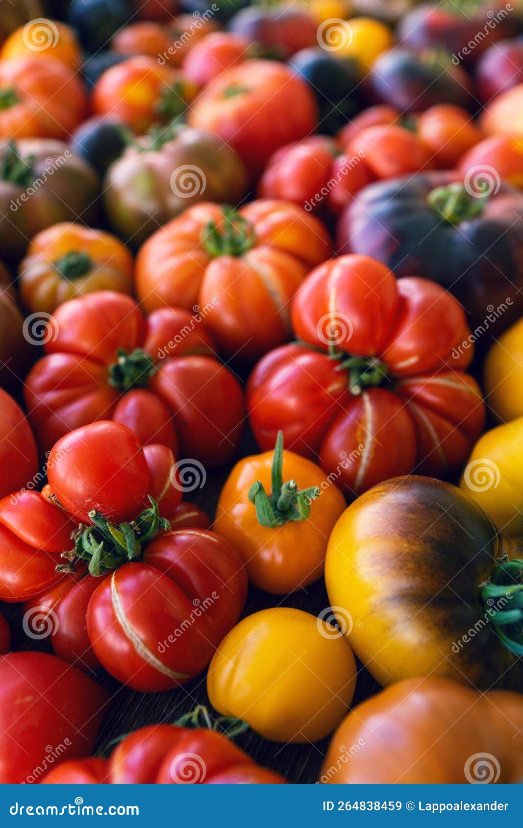 Farm tomatoes on the table stock image. Image of ripe - 264838459
