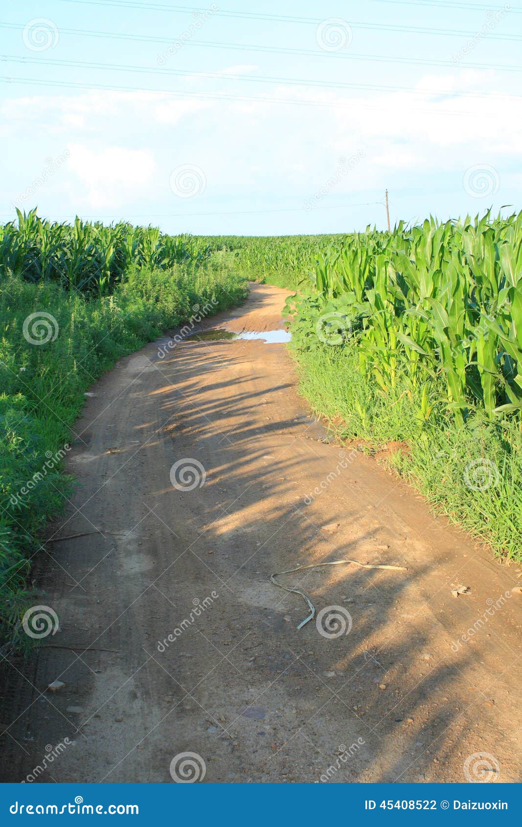 Farm track stock photo. Image of freshness, green, harvesting - 45408522
