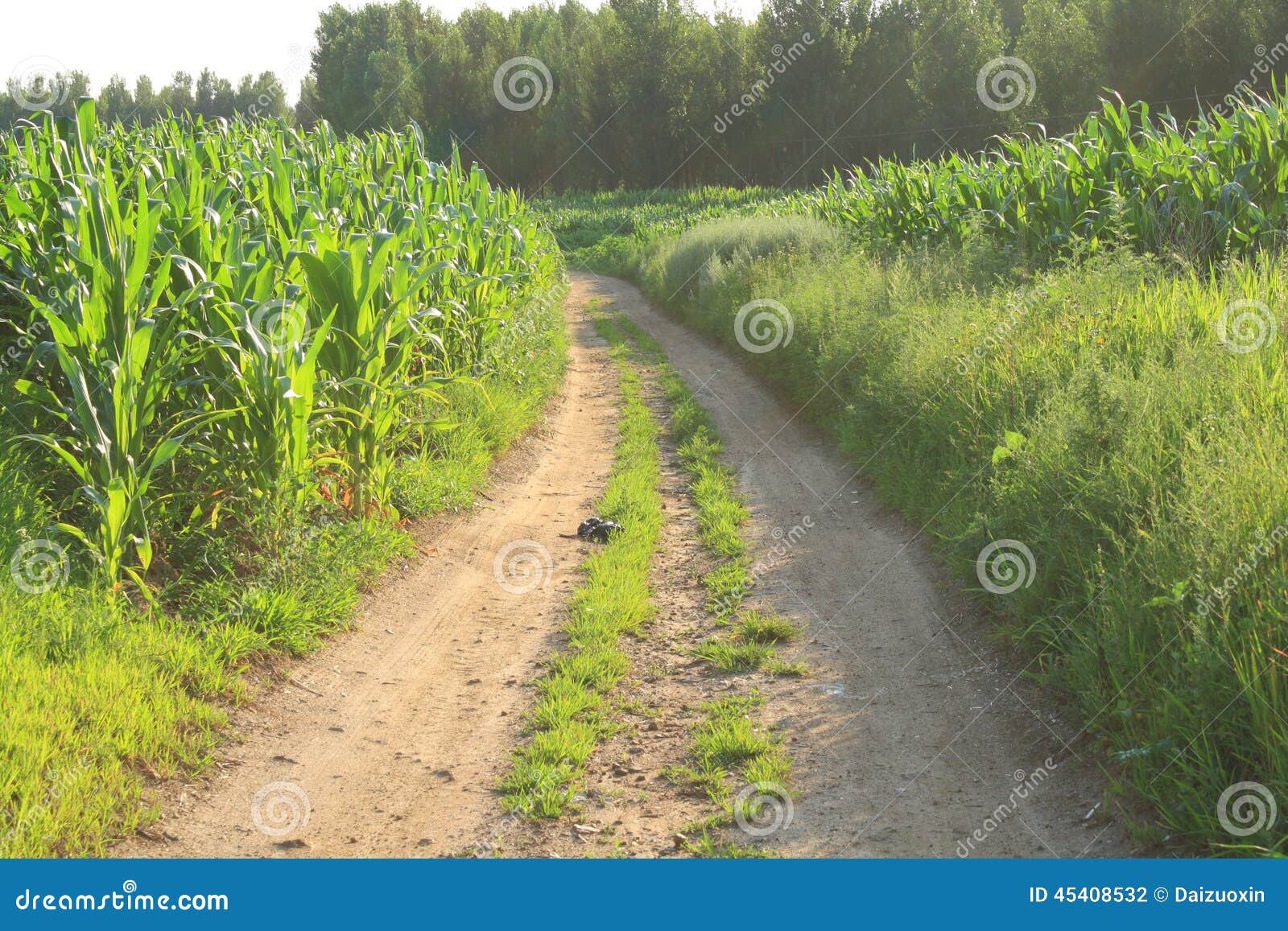 Farm track stock photo. Image of country, nature, cereal - 45408532