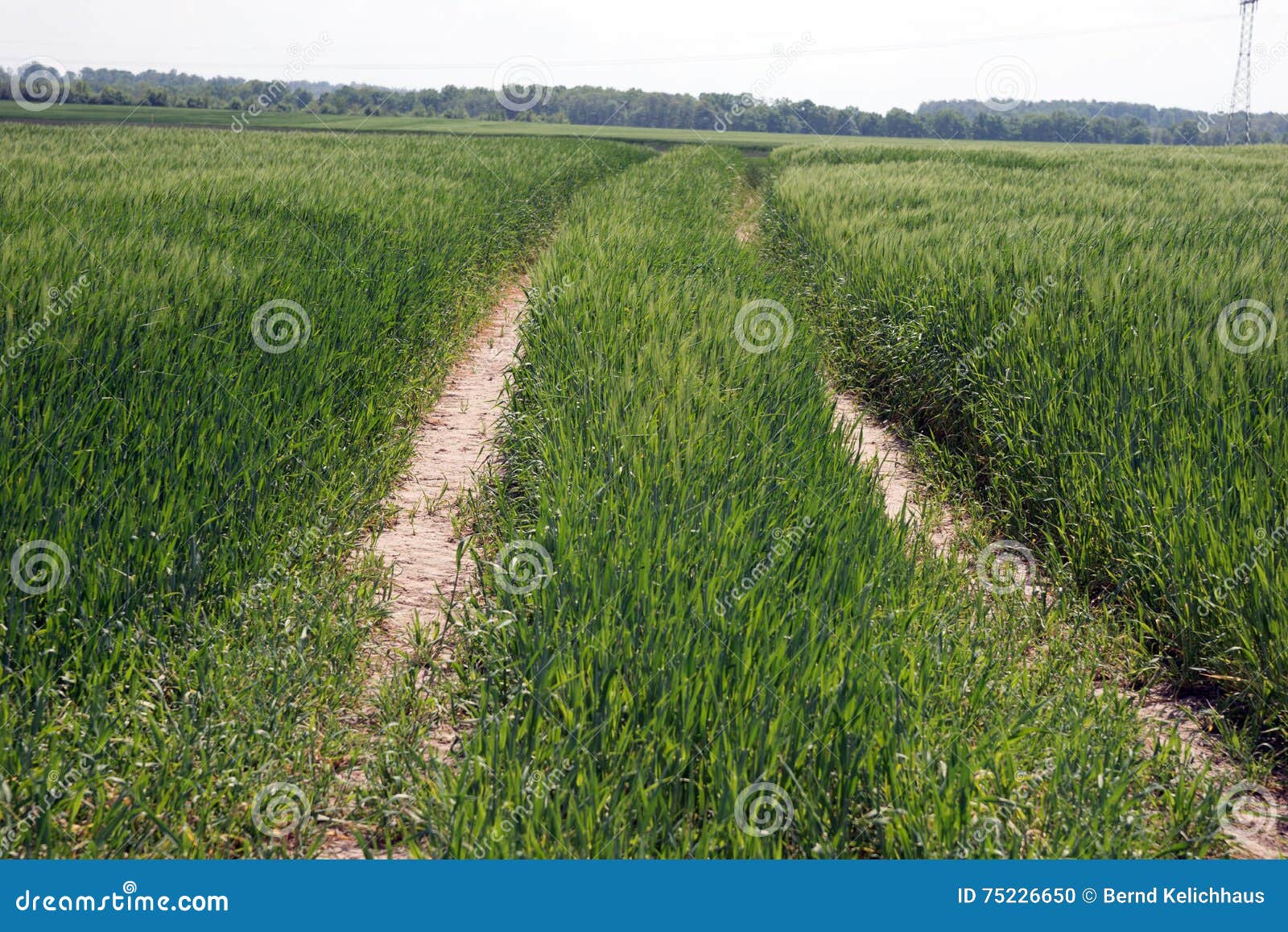 Farm Track through Green Field in Spring Stock Photo - Image of ...