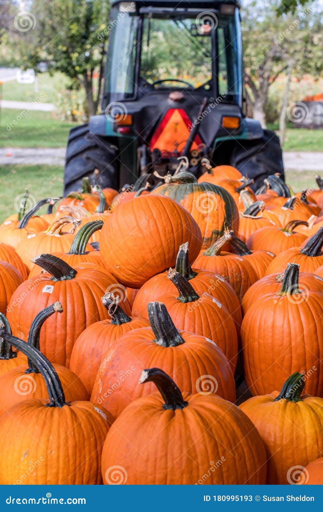 Farm Tractor Hauls in a Wagon of Fresh Pumpkins Stock Image - Image of ...