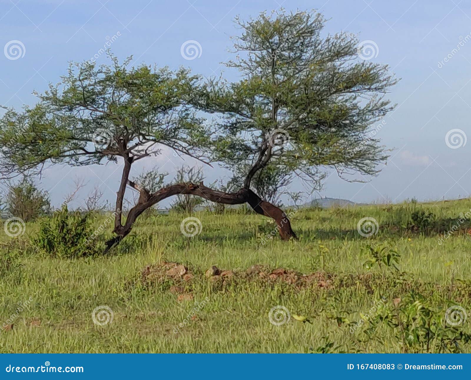Farm Tree Formation Grown in Different Shape Stock Image - Image of ...