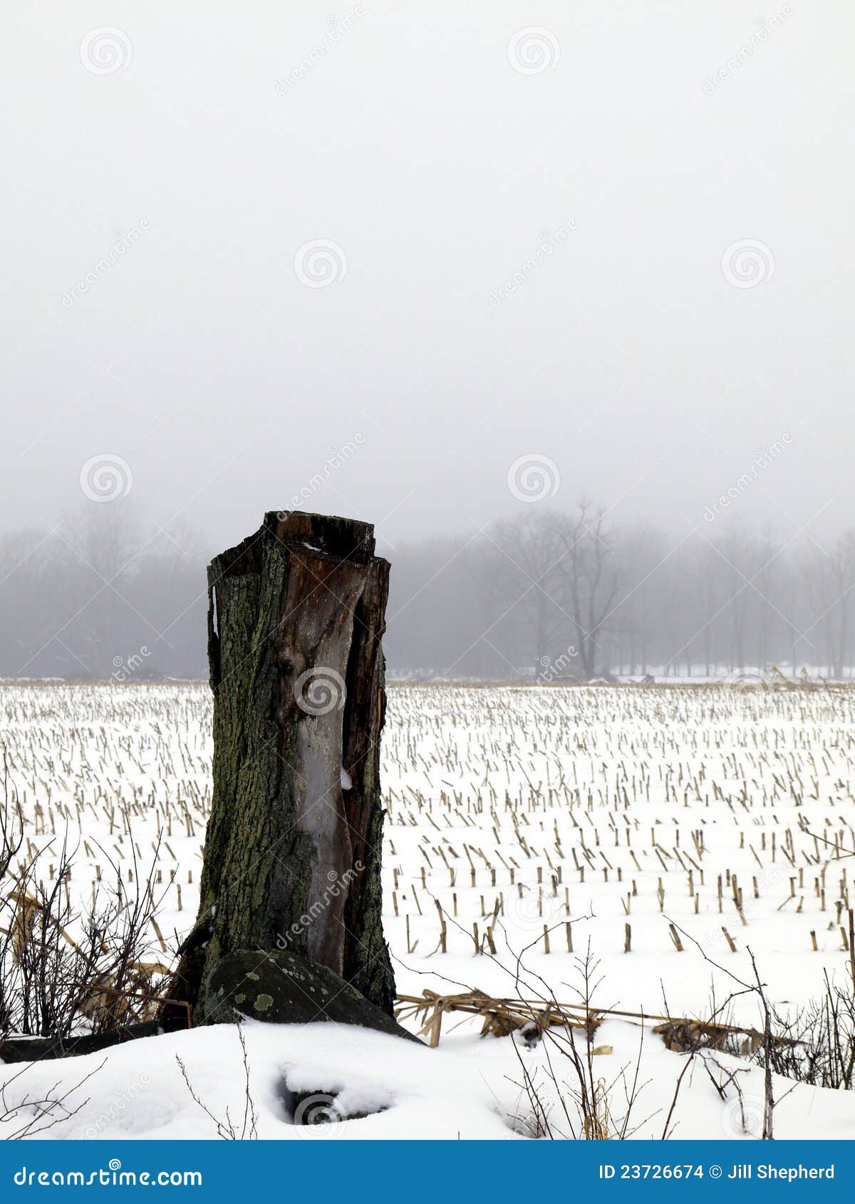 Farm: Tree Stump with Snowy Field Stock Photo - Image of stalks ...