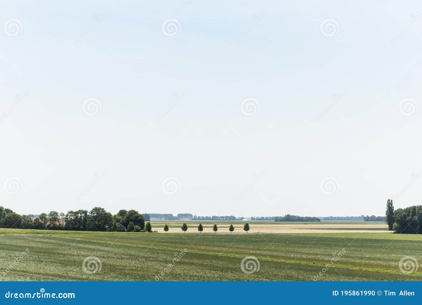 Farm Trees Aligned in a Row Stock Photo - Image of rural, land: 195861990