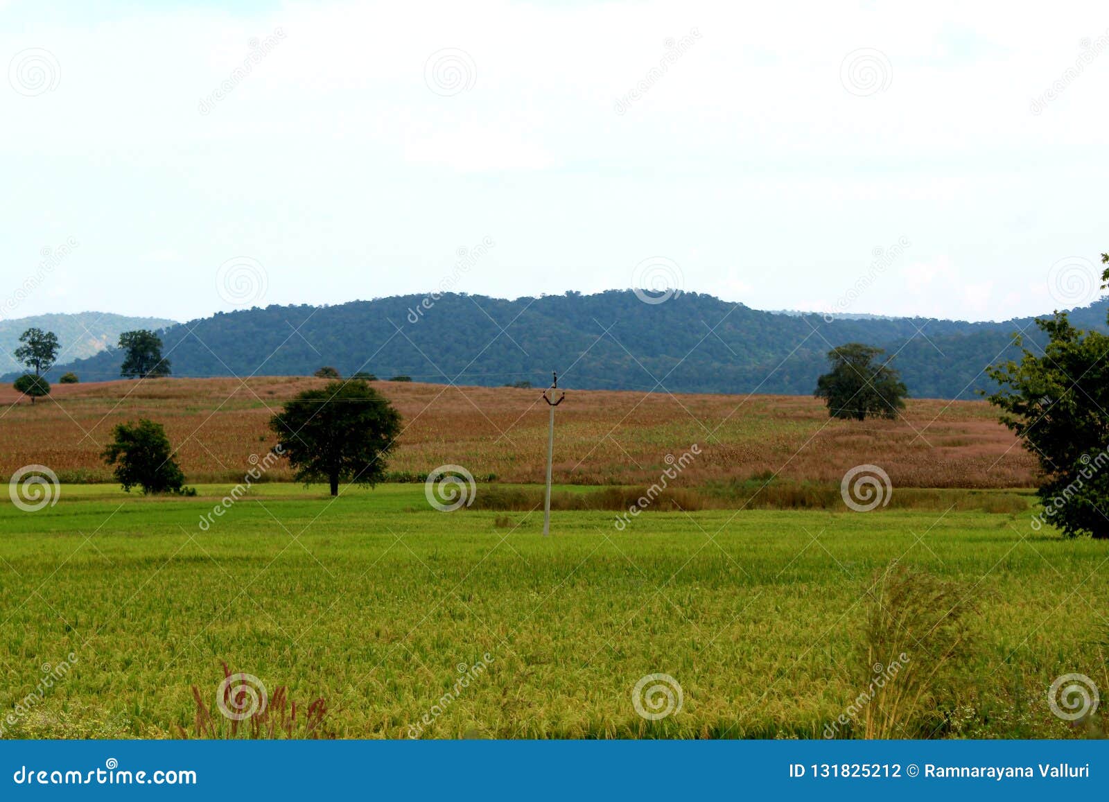 Farm Trees Mountains Different Colors , Pakala Stock Photo - Image of ...