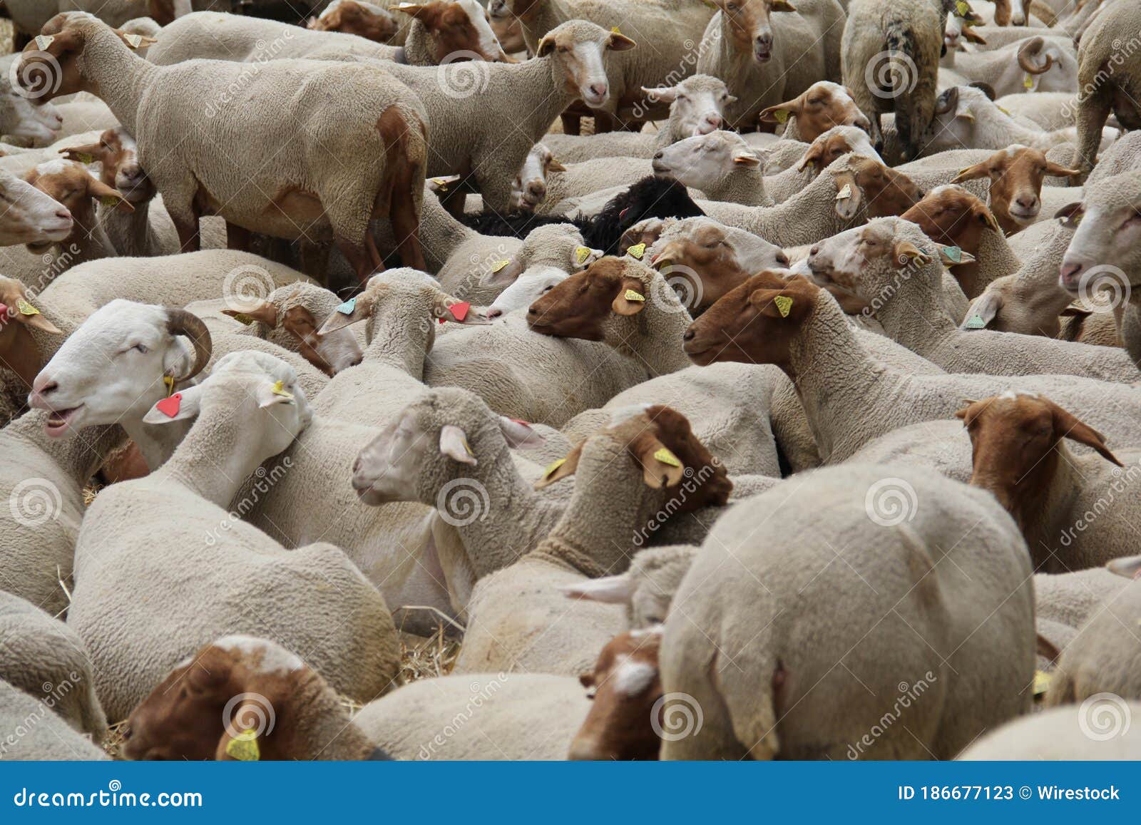 Farm of Trimmed White and Brown Sheep and Rams Stock Image - Image of ...