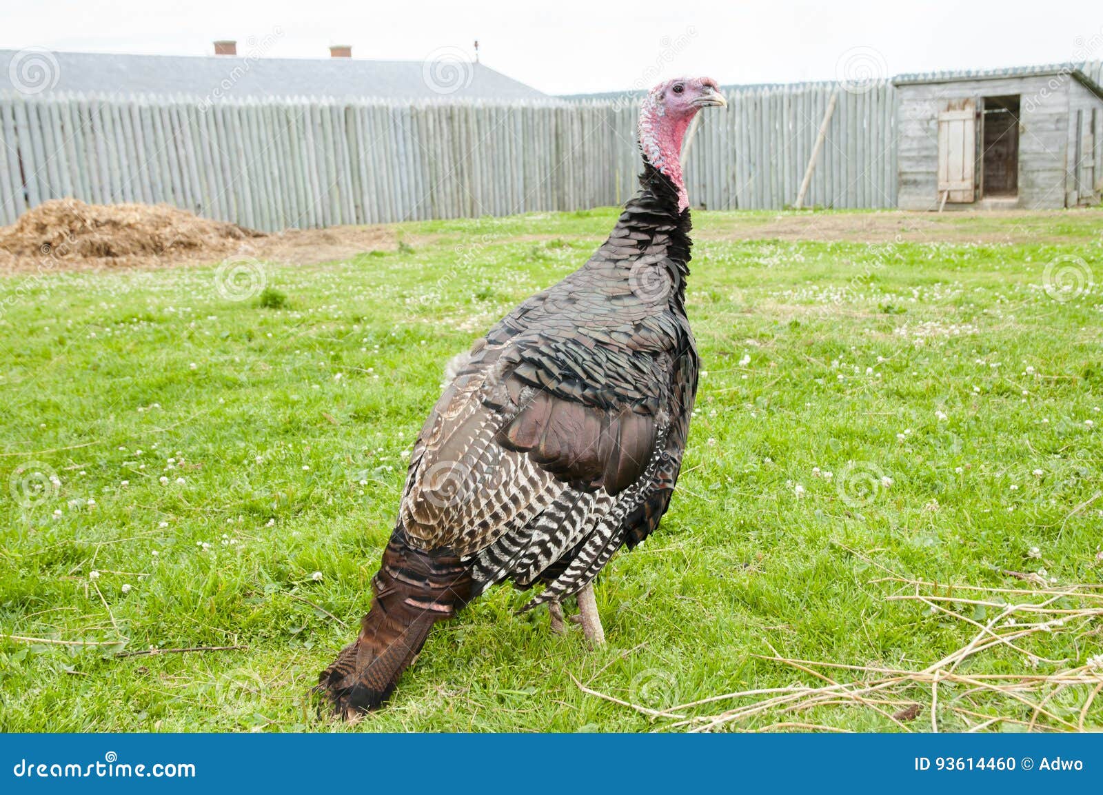 Farm Turkey stock photo. Image of bird, nature, farm - 93614460