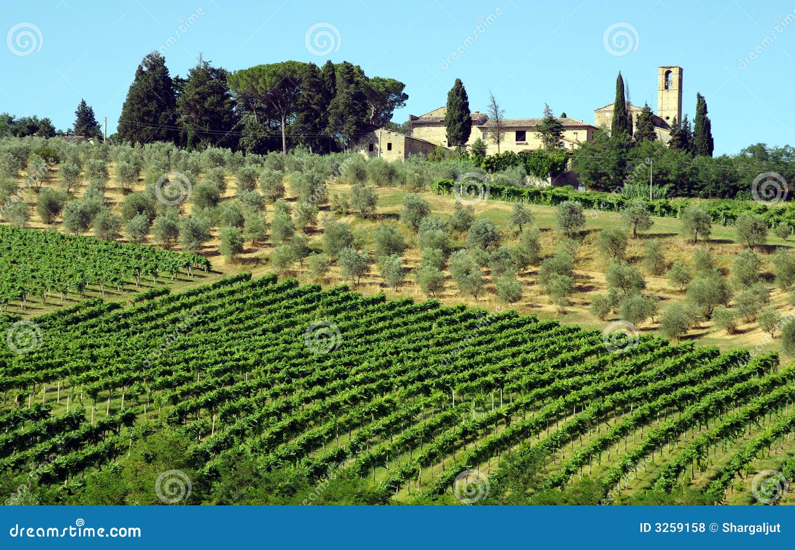 Olive Farm Tuscany