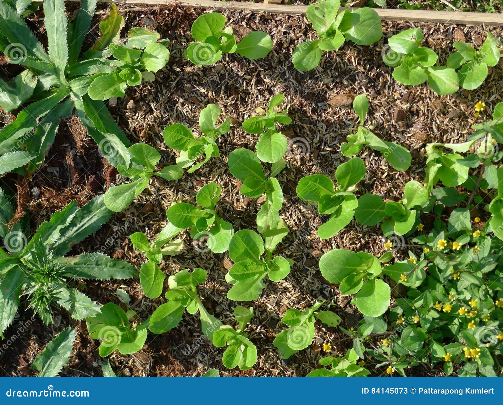 Farm vegetable garden stock image. Image of green, nature - 84145073