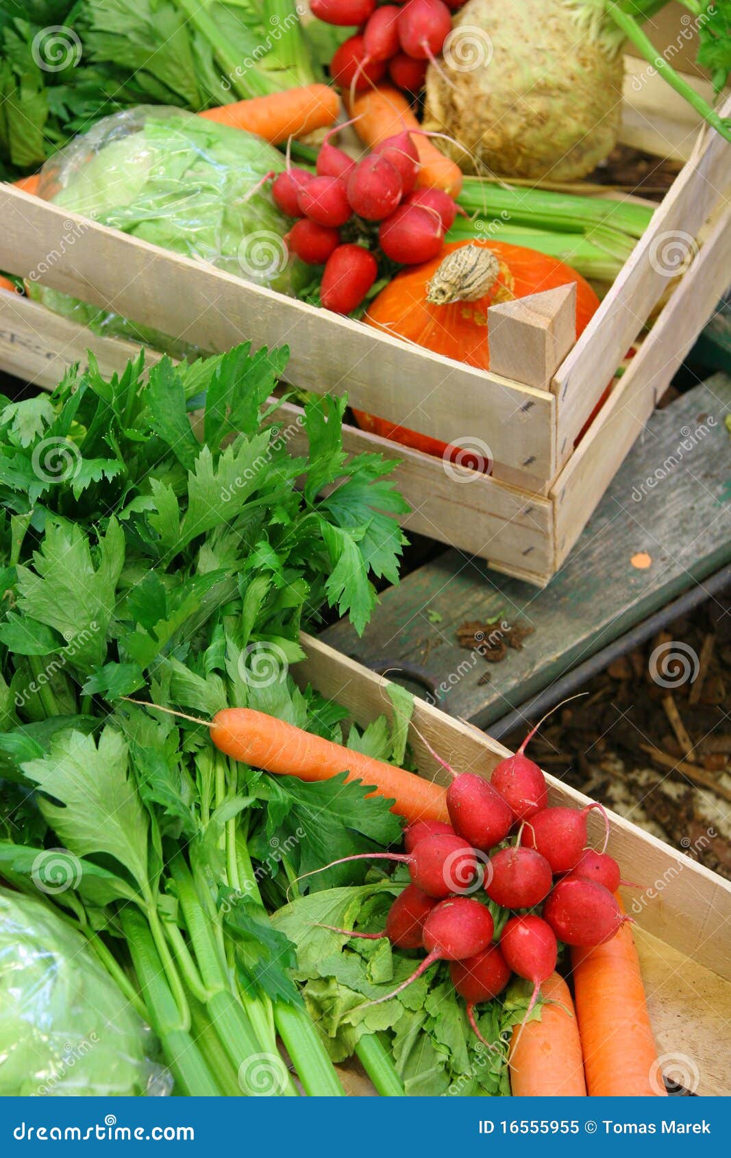 Farm vegetable market stock image. Image of lifestyle - 16555955