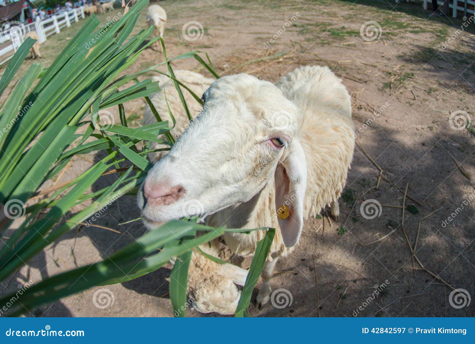Farm View Sheep Grazing Hand Stock Photos - Free & Royalty-Free Stock ...