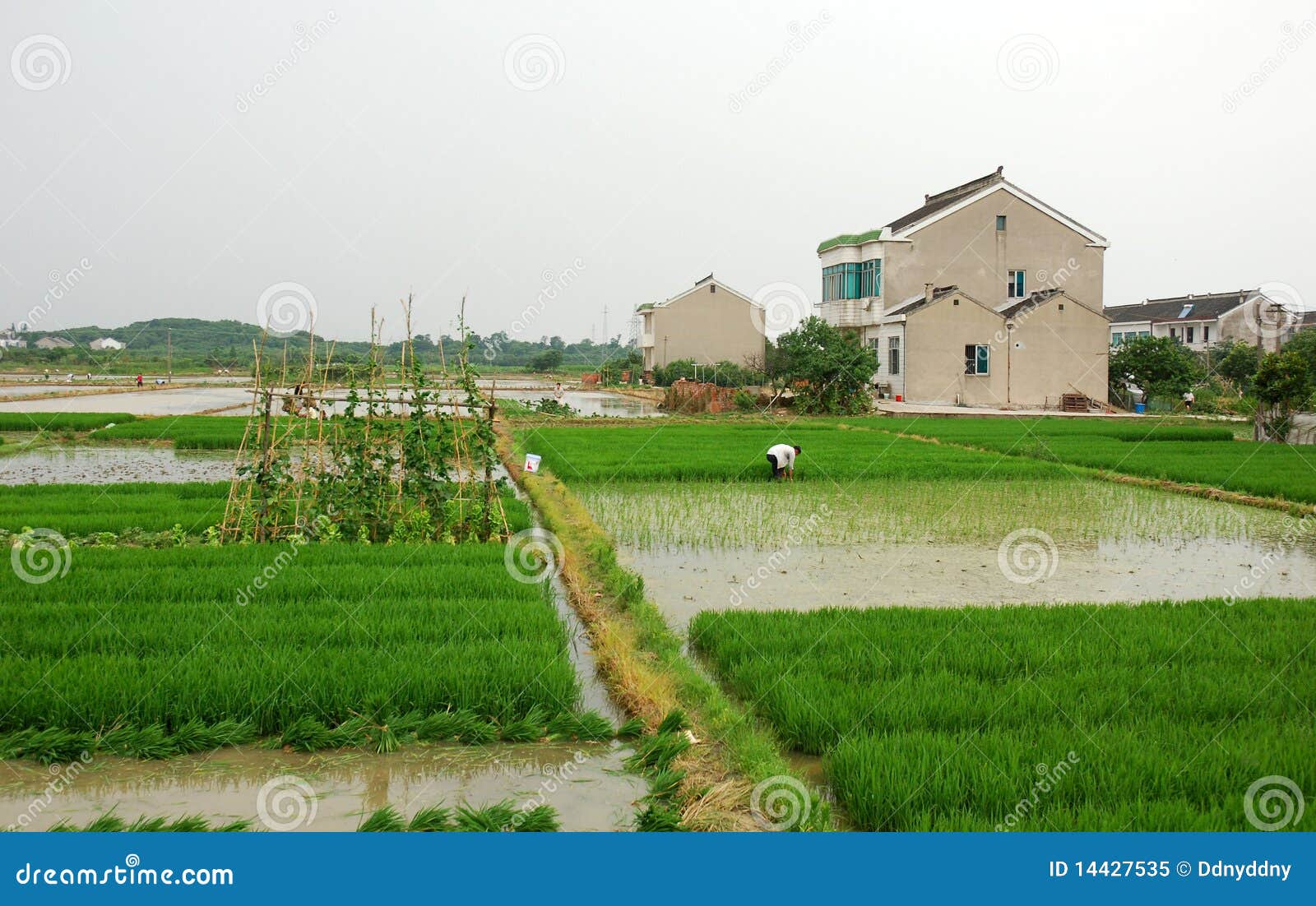 A farm village stock image. Image of paddy, thriving - 14427535