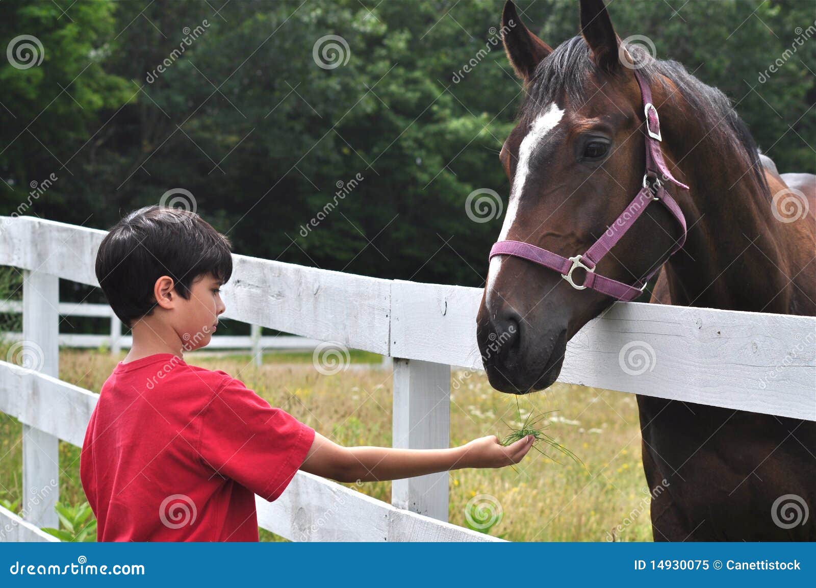 Farm Visit stock image. Image of beautiful, hispanic - 14930075