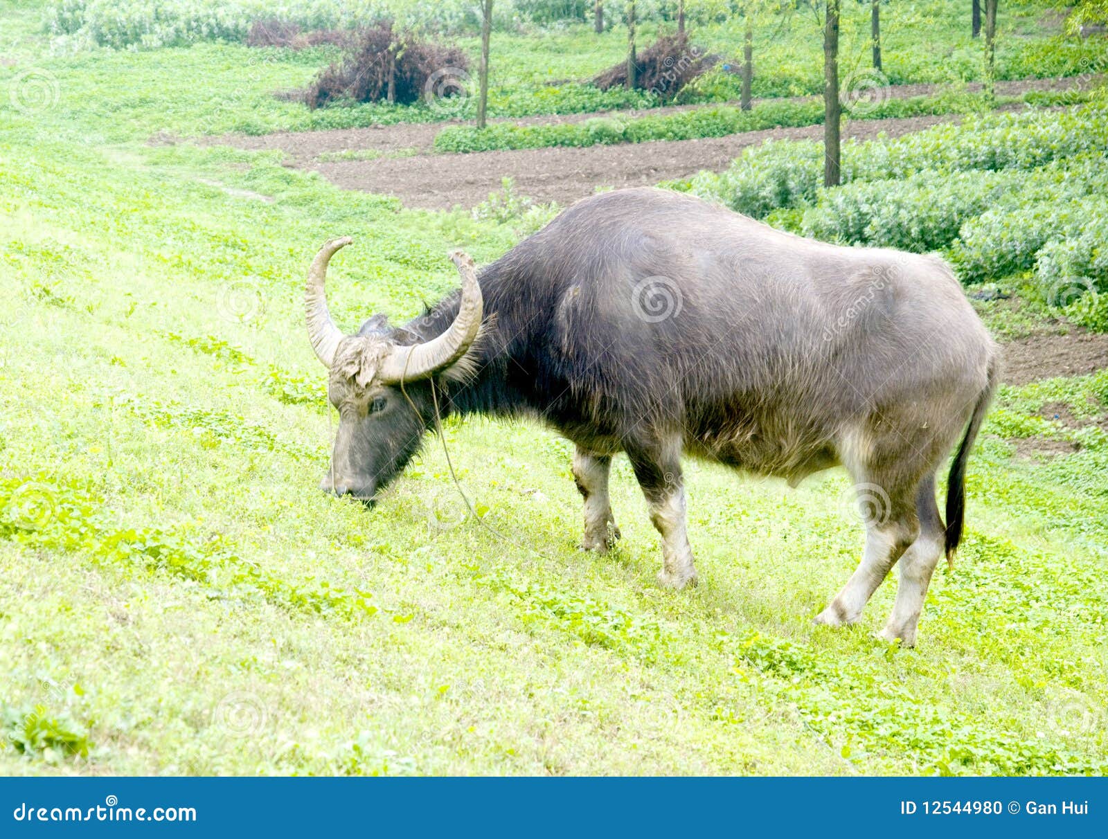 Farm Water Buffalo Eating Grass Stock Photo - Image of buffalo, field ...
