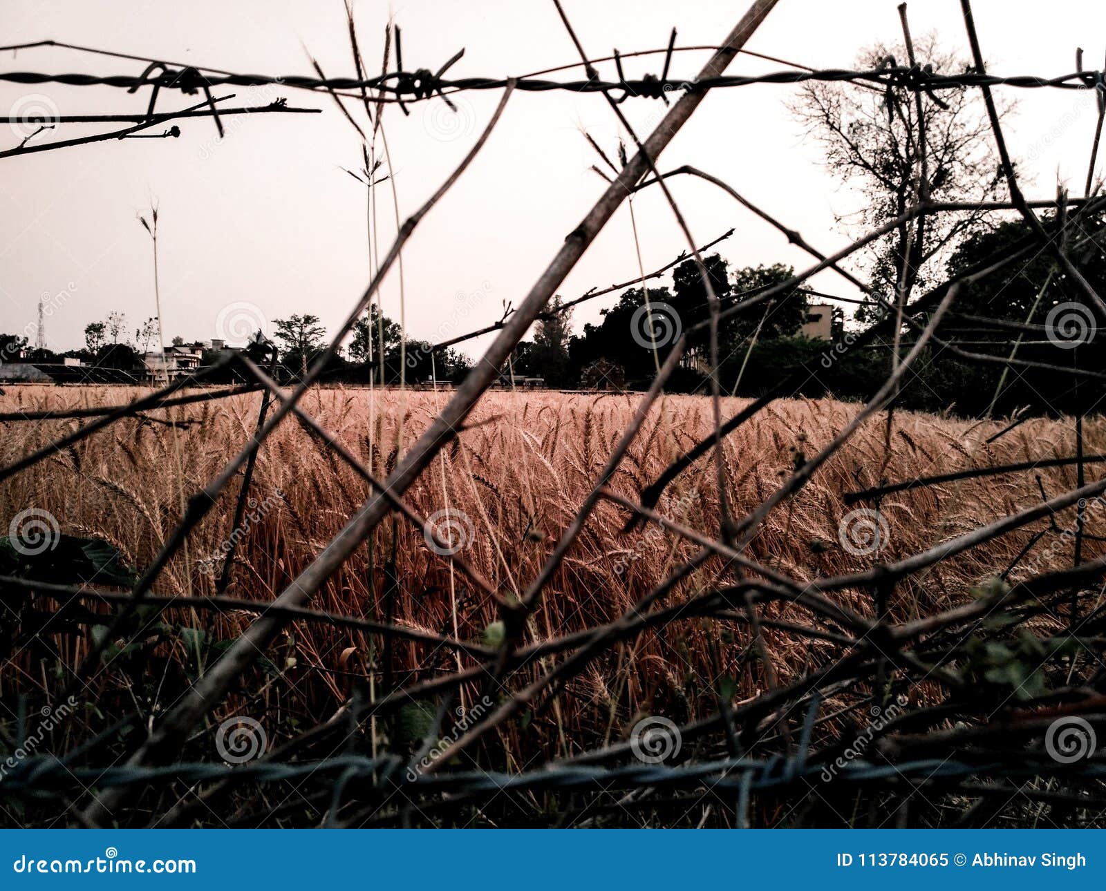 Farm wheat stock image. Image of farm, grains, abstract - 113784065