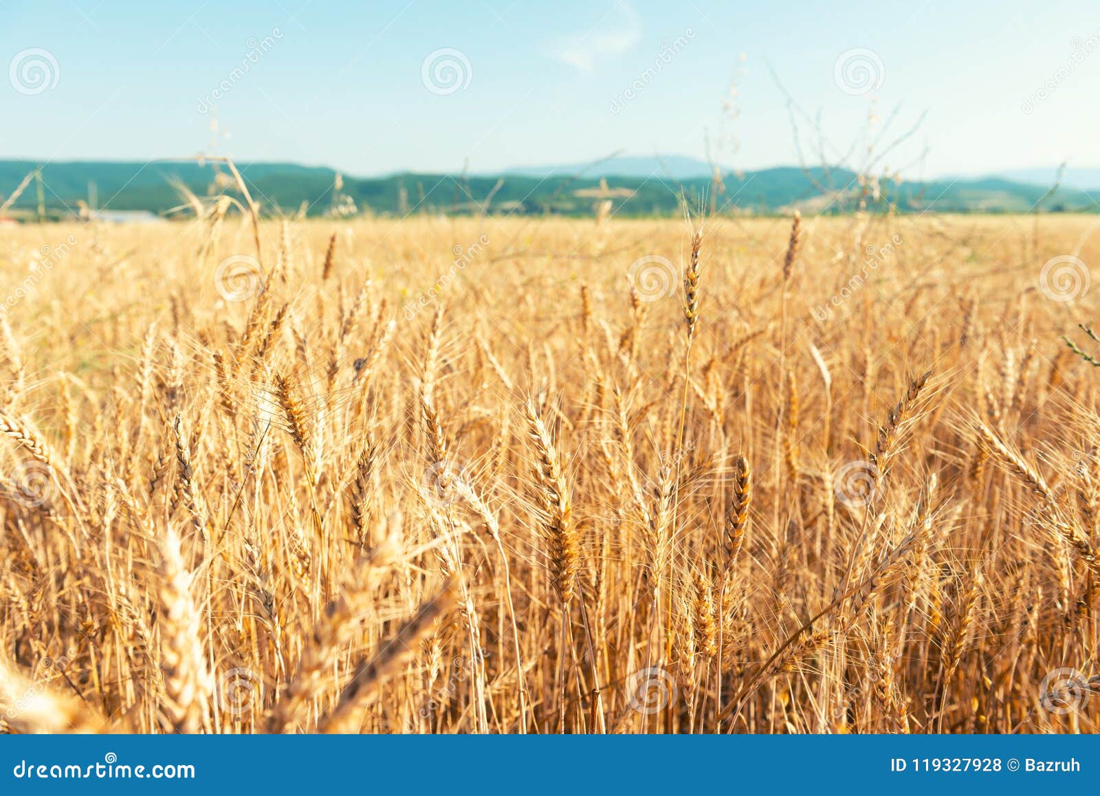 Farm wheat fields stock photo. Image of cloud, plant - 119327928