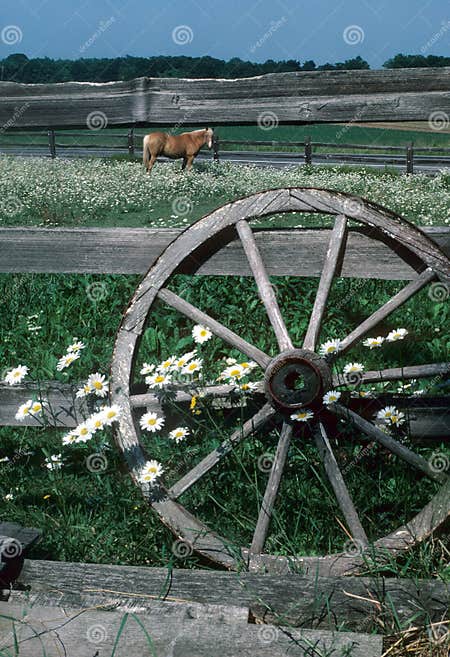 Farm Wheels stock image. Image of wheel, grazing, farm - 4524797