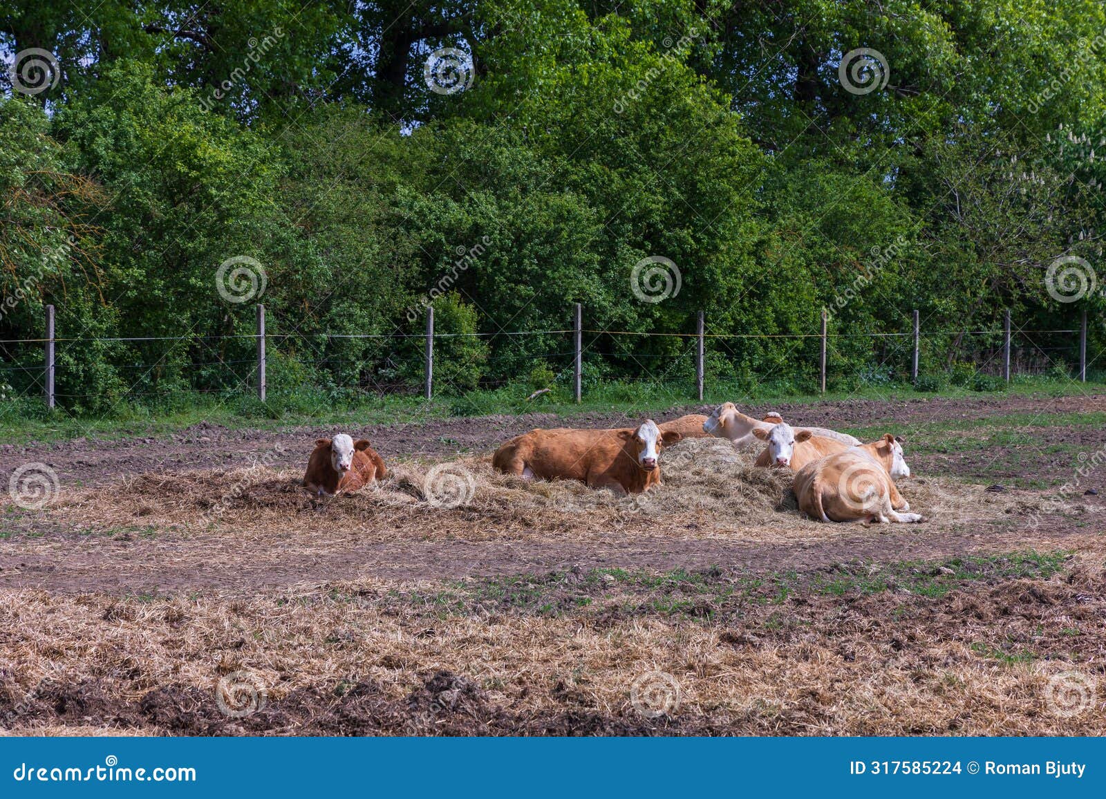 A Farm Where Cows and a Bull with a Calf are Free Stock Photo - Image ...