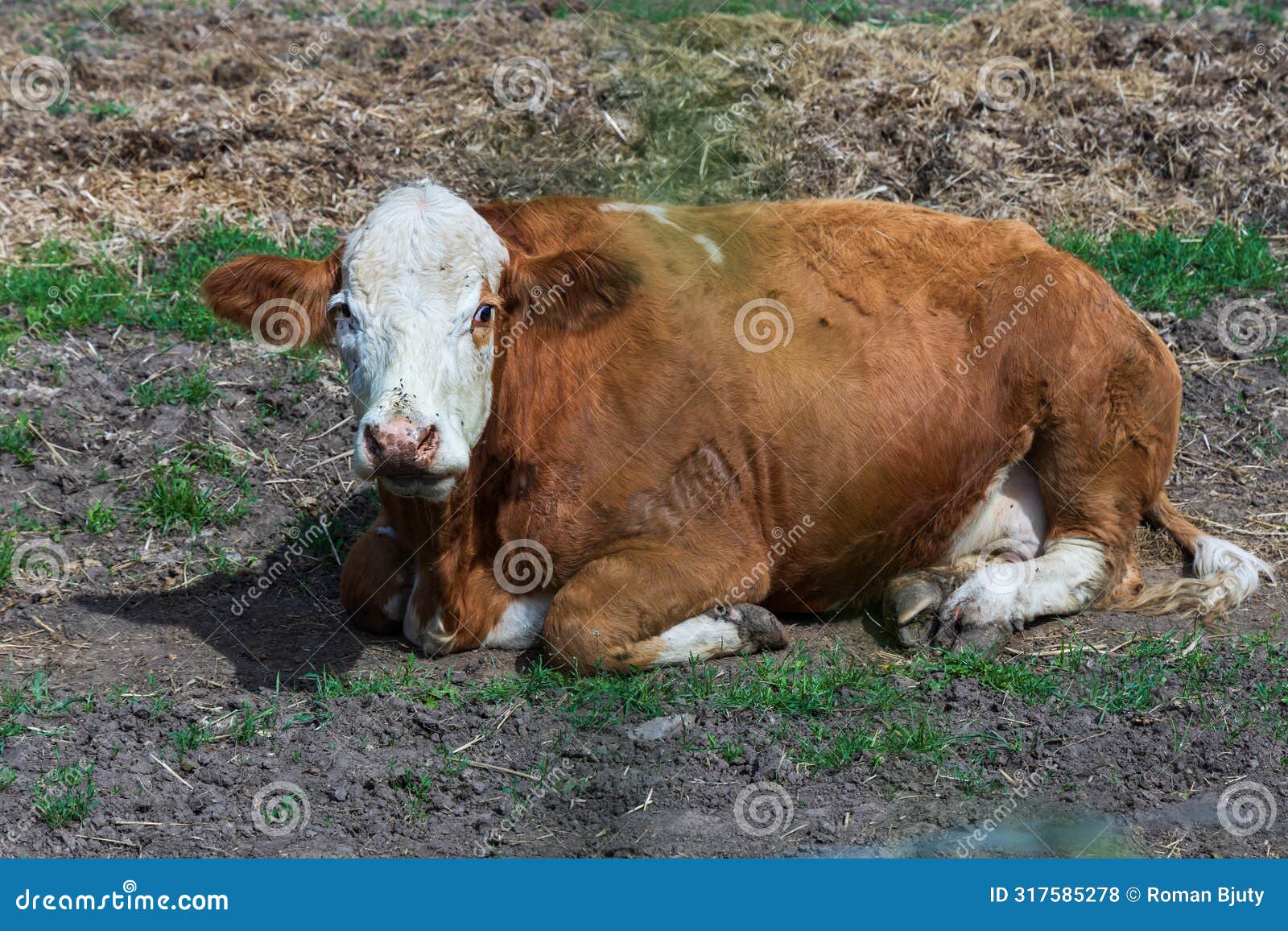 A Farm Where Cows and a Bull with a Calf are Free Stock Photo - Image ...