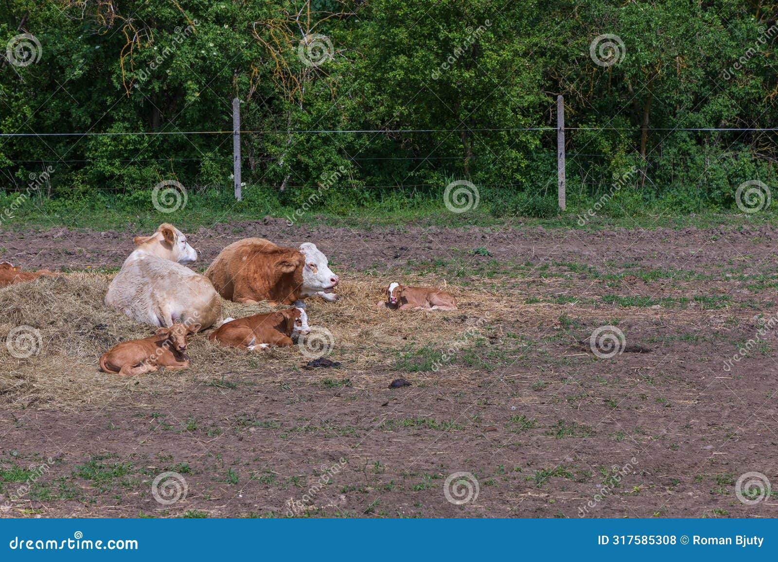 A Farm Where Cows and a Bull with a Calf are Free Stock Photo - Image ...