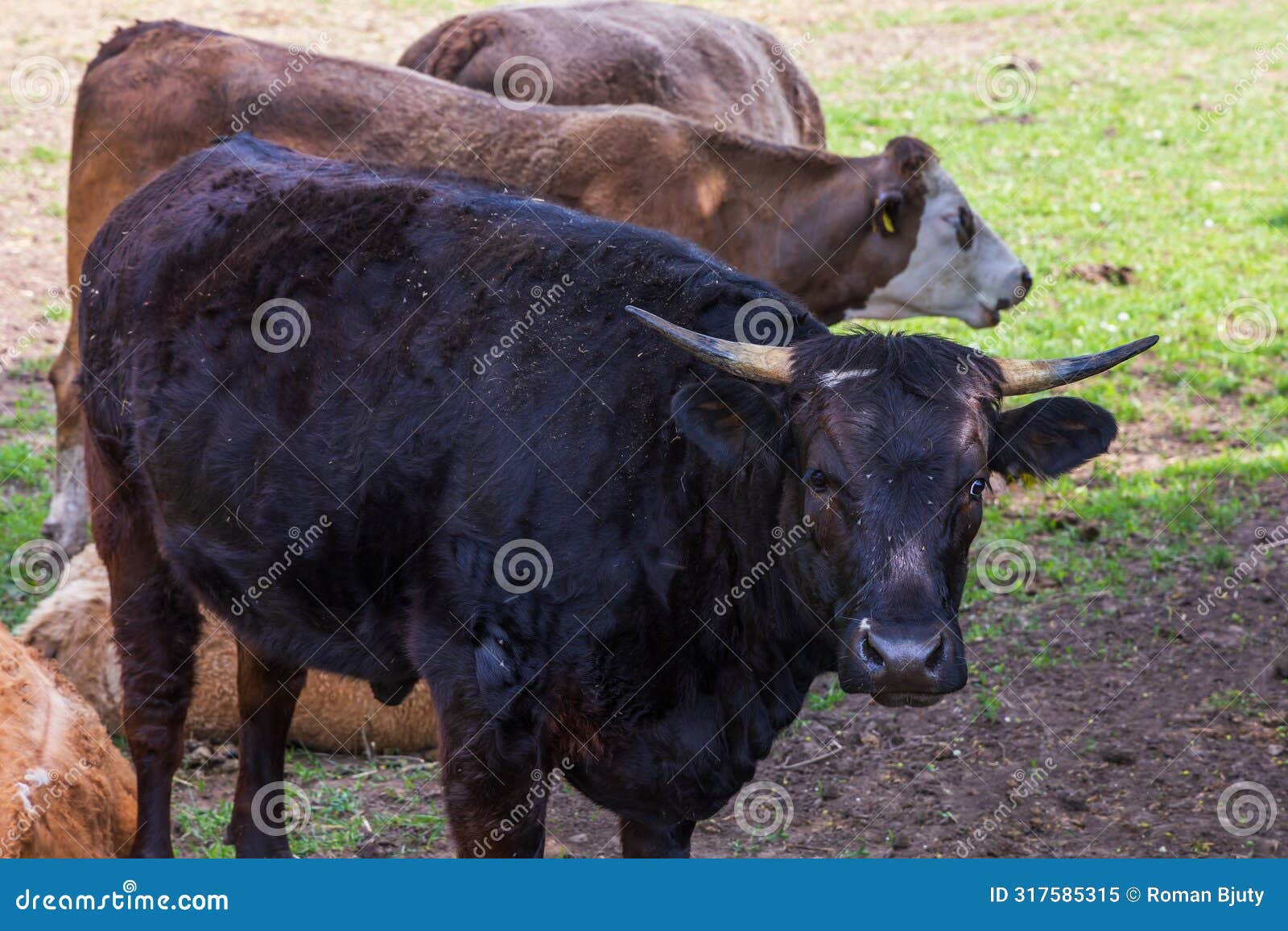 A Farm Where Cows and a Bull with a Calf are Free Stock Image - Image ...