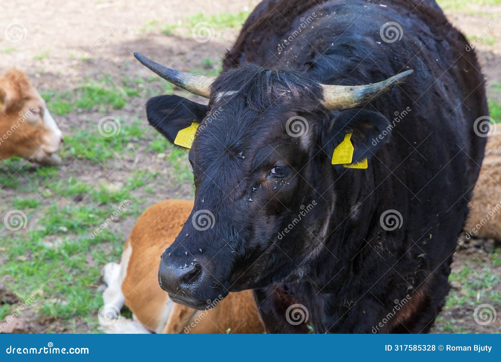 A Farm Where Cows and a Bull with a Calf are Free Stock Photo - Image ...