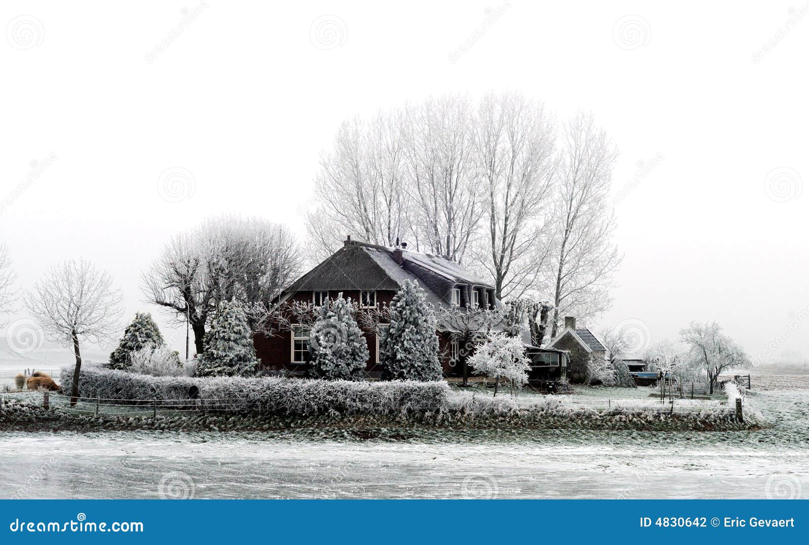 Farm in winter stock photo. Image of weather, cold, netherlands - 4830642