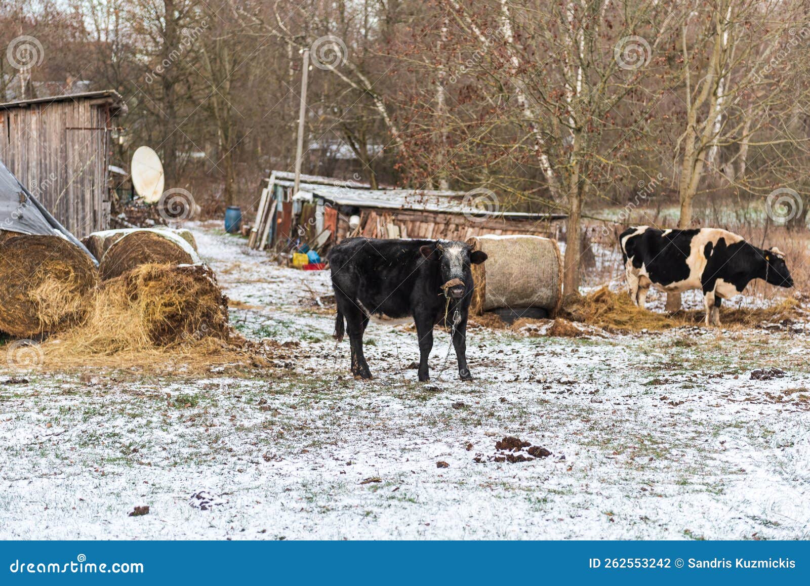 A Farm in the Winter and Cows of Different Colors Grazing Outside Stock ...