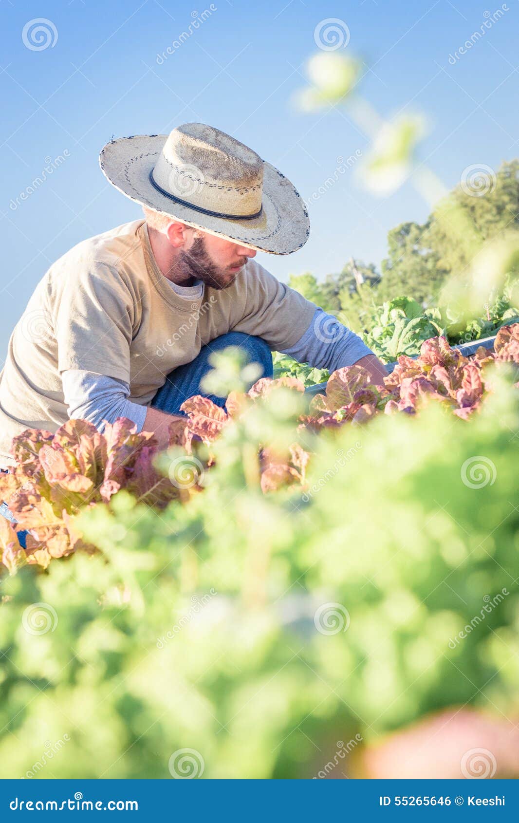 Farm Work stock photo. Image of field, farm, growth, outdoors - 55265646
