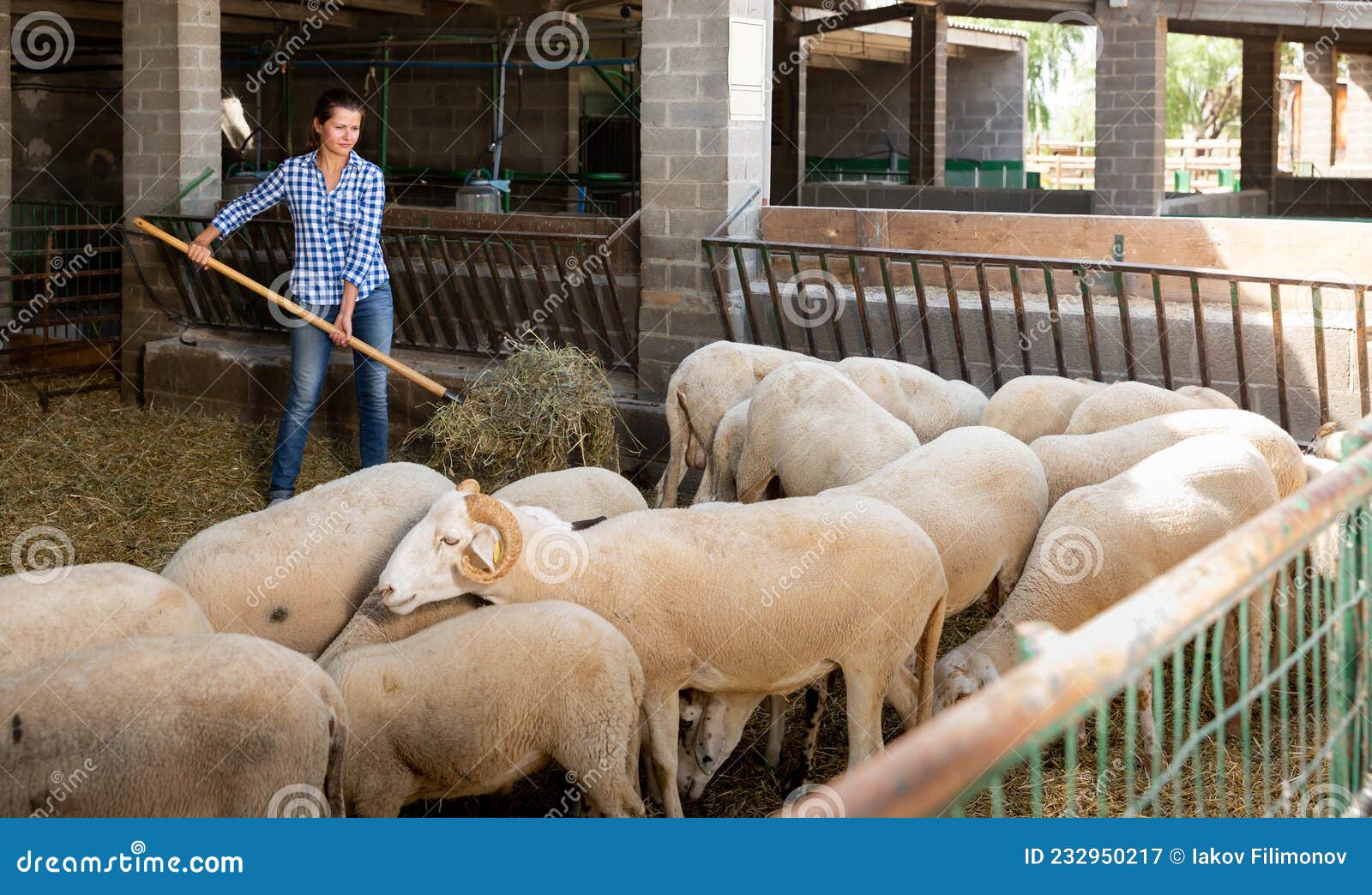 Farm Worker Caring for Sheep Stock Image - Image of combination ...
