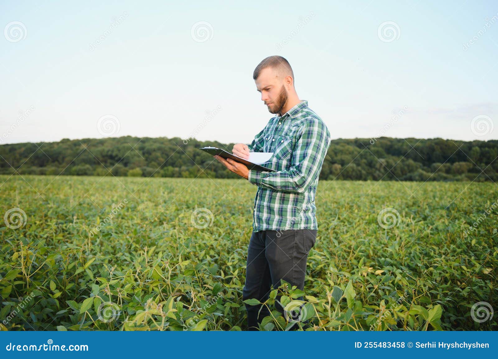 Farm Worker Controls Development of Soybean Plants. Agronomist Checking ...