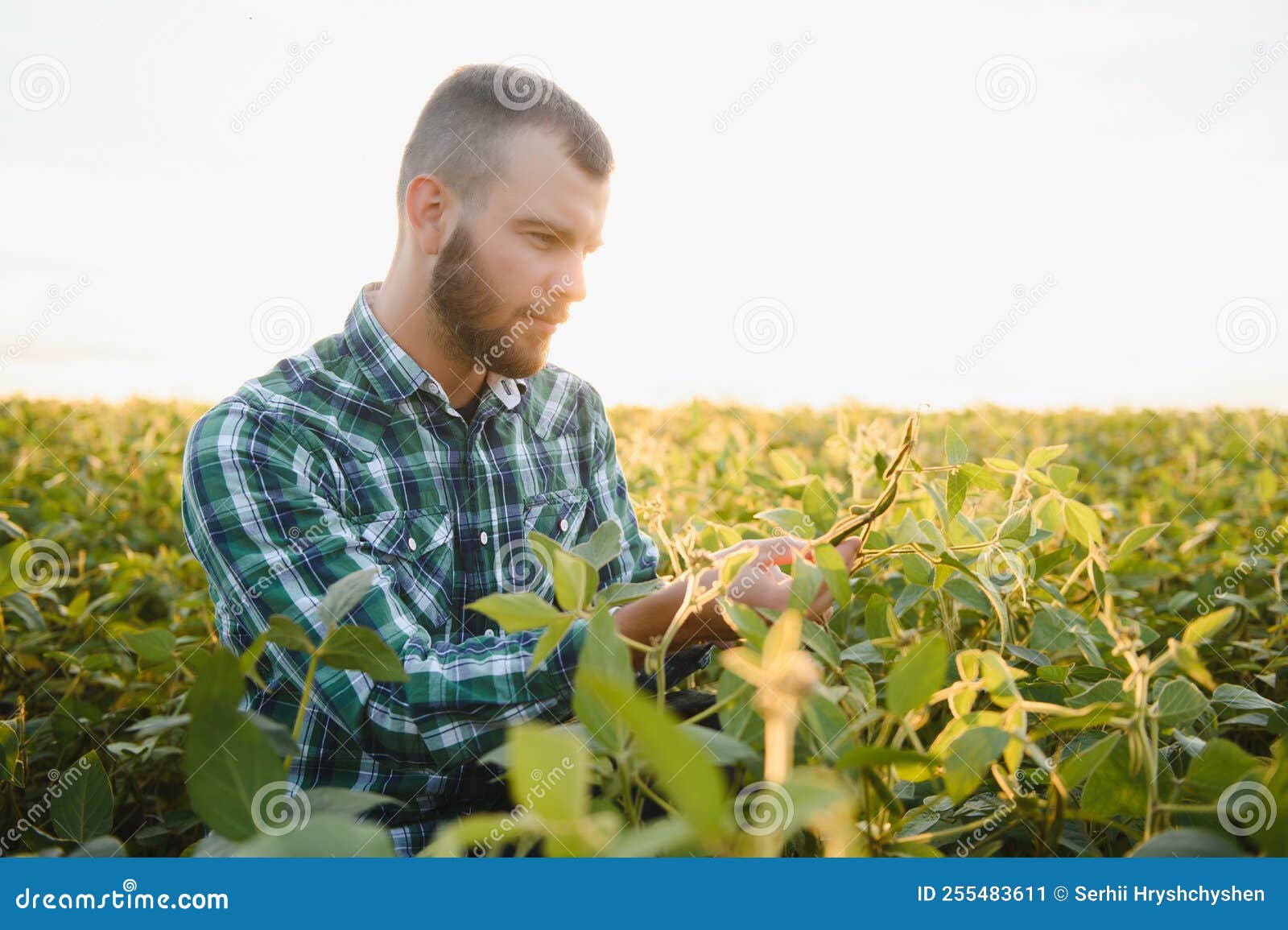 Farm Worker Controls Development of Soybean Plants. Agronomist Checking ...